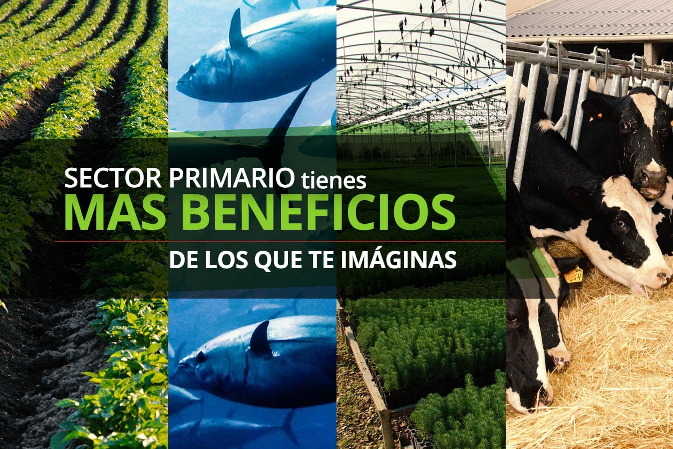 SECTOR PRIMARIO, MÁS BENEFICIOS DE LOS QUE IMAGINAS | misKuentas ...